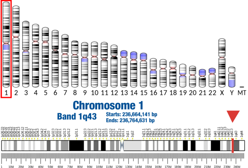 ACTN2 » Laboratory Testing and Research