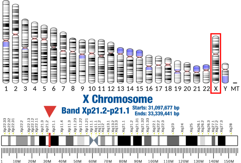 DMD » Laboratory Testing and Research