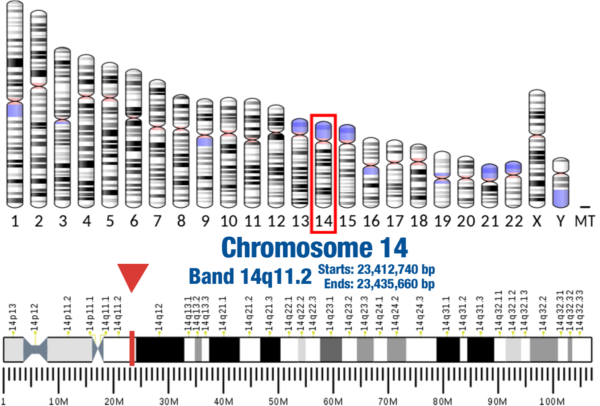 MYH7 » Laboratory Testing and Research