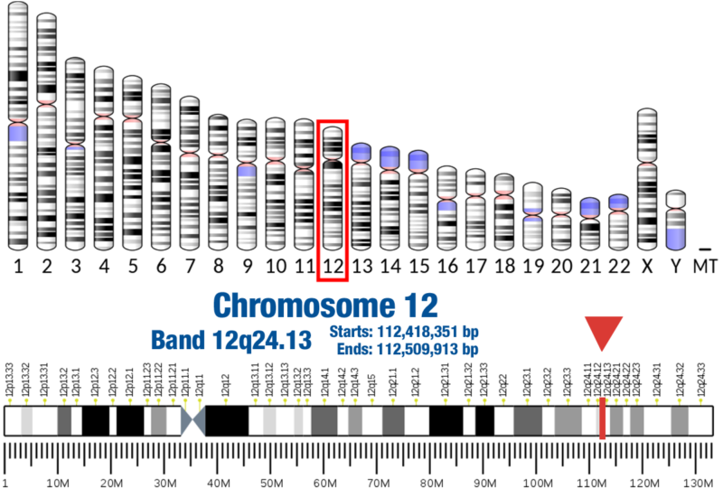 PTPN11 » Laboratory Testing and Research
