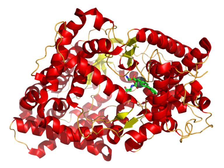 Human Clusters of Differentiation (CD-Markers) Pathology » Laboratory ...