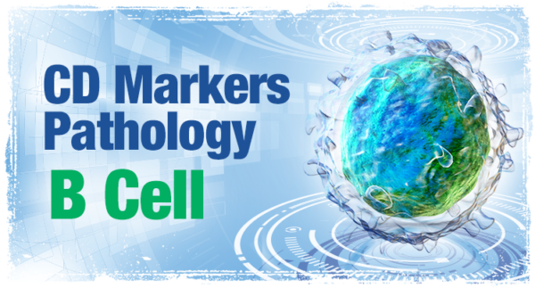 Human Clusters of Differentiation (CD-Markers) Pathology » Laboratory ...