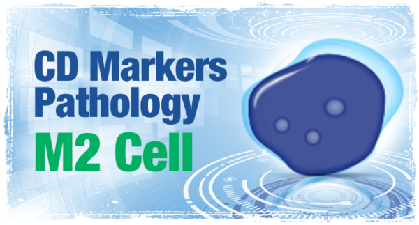Human Clusters of Differentiation (CD-Markers) Pathology » Laboratory ...