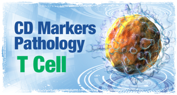 Human Clusters of Differentiation (CD-Markers) Pathology » Laboratory ...
