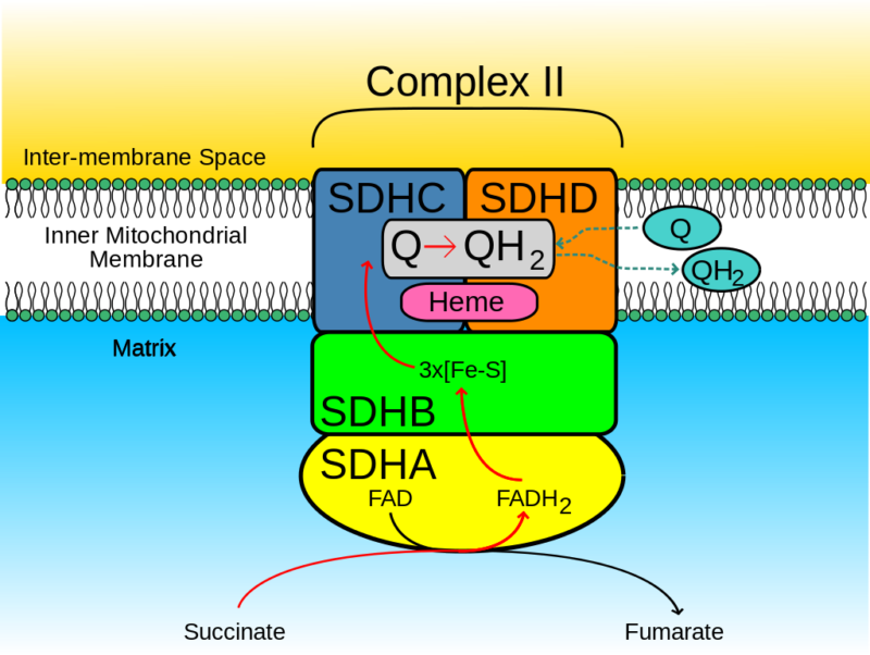 SDHA » Laboratory Testing and Research
