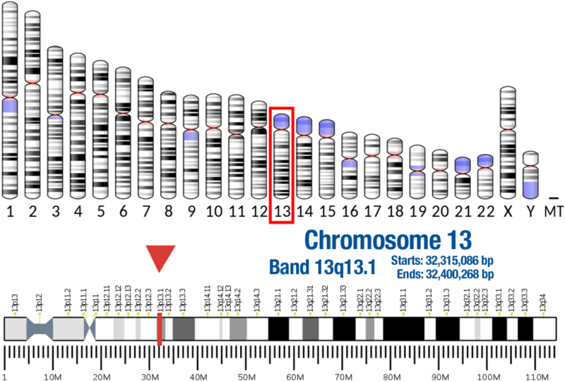 BRCA2 » Laboratory Testing and Research