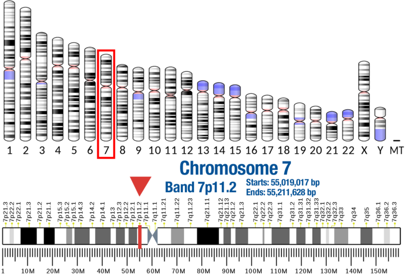 EGFR » Laboratory Testing and Research