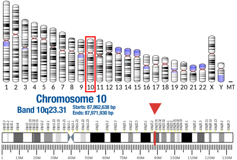 PTEN » Laboratory Testing and Research