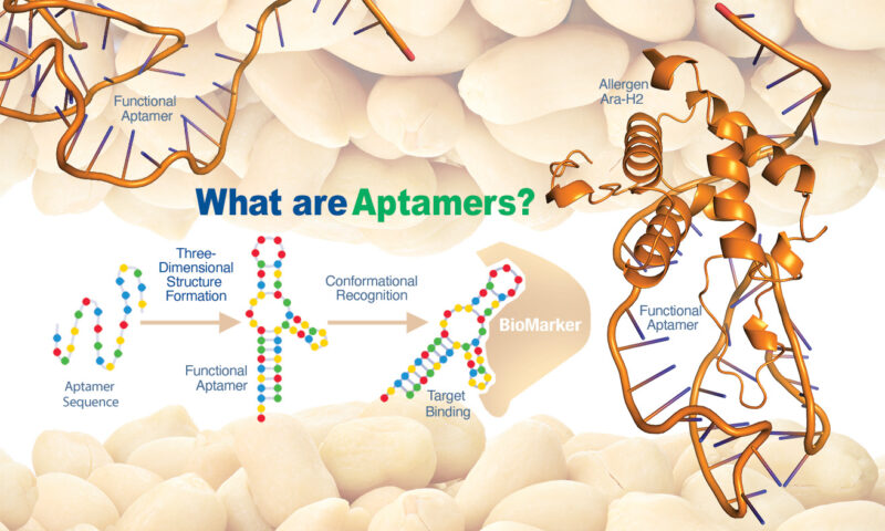 Ara h2 Aptamer - Peanut Allergy » Laboratory Testing and Research