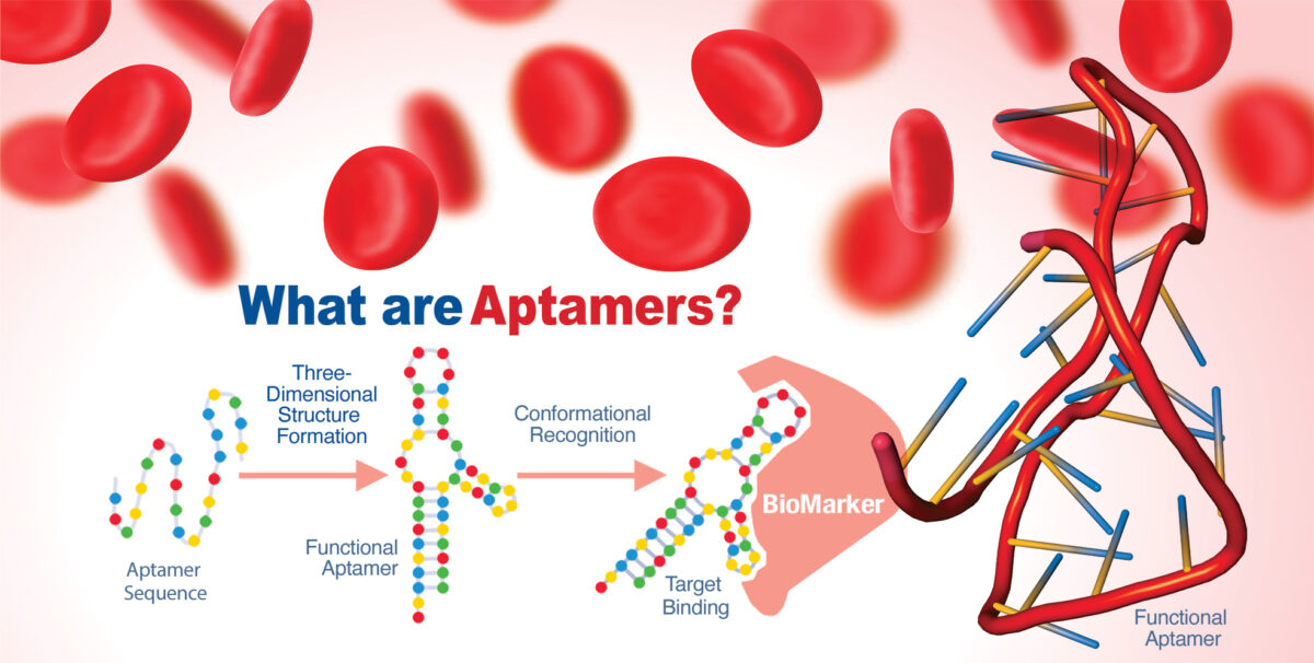 Thrombin Aptamer » Laboratory Testing and Research